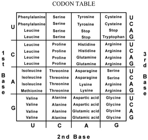 solved codon table phenylalanine phenylalanine leucine leucine serine