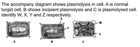 The Following Figures Show A Normal Cells And A Plasmolysed Cell