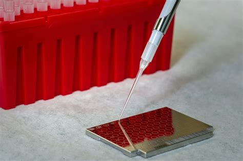 Bacterial Evolution Unveiling The History And Adaptations Of Microbial Life