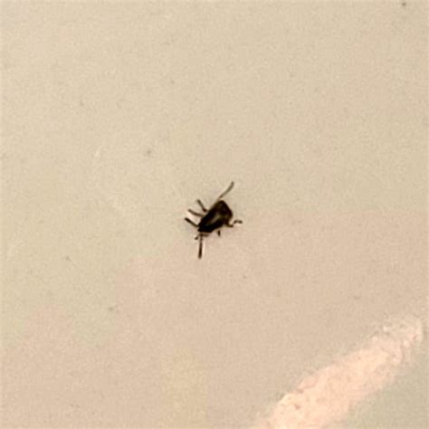 Identifying Tiny Black Bug Thriftyfun