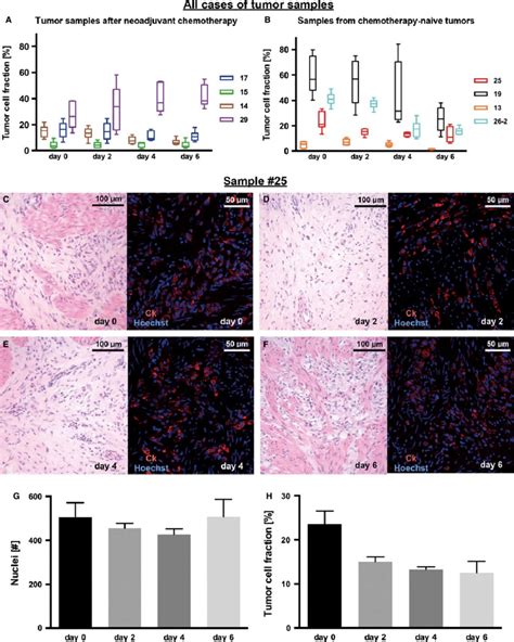 Quantification Of Total Cell Number And Tumor Cellularity Panels A B