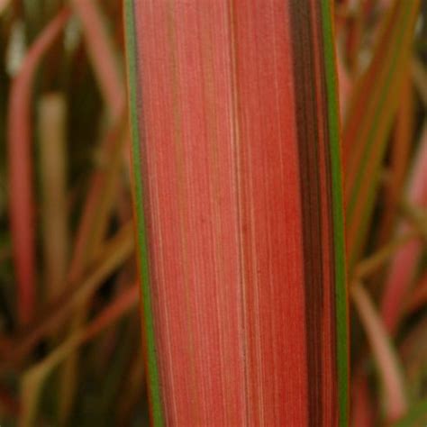 Phormium Jester 23l Duchy Of Cornwall Nursery