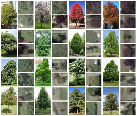 Fine Grained Object Recognition And Zero Shot Learning In Remote Sensing Imagery Gencer Sümbül