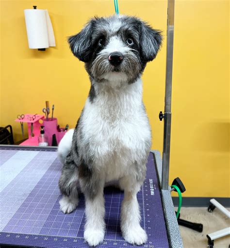 I Need To Draw Lancer More Hes So Cute Rdeltarune