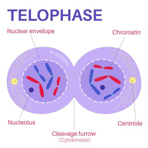 Telophase 1 And Cytokinesis Labeled