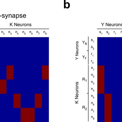 Synaptic Weights Between Neurons Of Y And K Modules A Synaptic