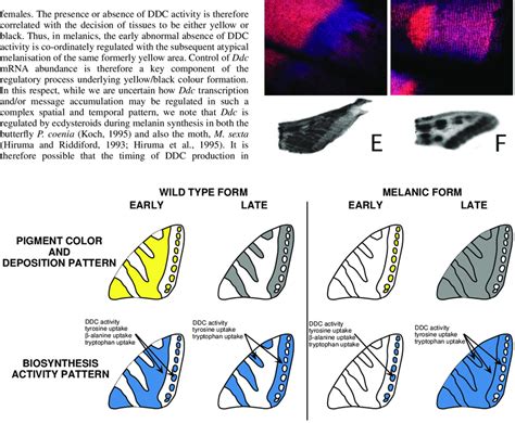 Ddc Gene Expression Is Temporally And Spatially Regulated In P Glaucus