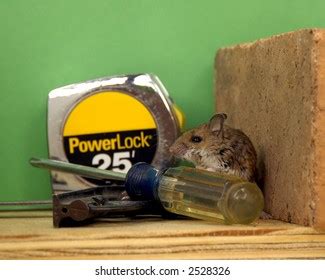 House Mouse Hiding Workshop Among Hand Stock Photo Shutterstock