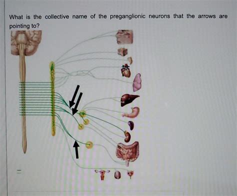 solved what is the collective name of the preganglionic