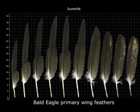 Eagle Feather Identification Chart Infographic Chart Design