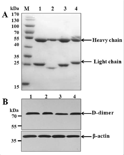 Characterization Of Anti D Dimer Antibodies A Reduced Sds Page