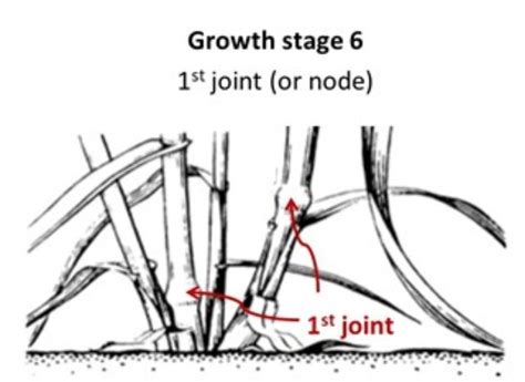 Wheat Growth Stage Signals Game On Wheat