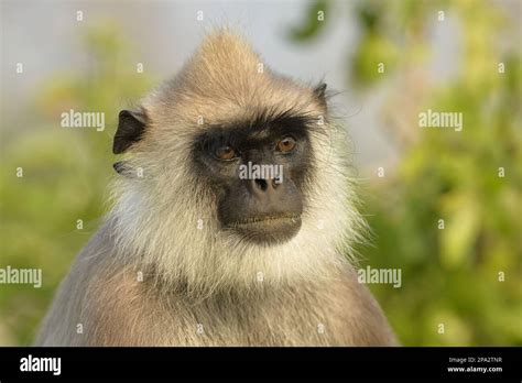 Adult Grey Tufted Gray Langur Semnopithecus Priam Thersites Close Up Of Head Yala N P Sri