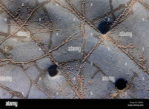 Piddock Clam Holes In Solid Rock On Shi Shi Beach Near Point Of Arches Olympic National Park