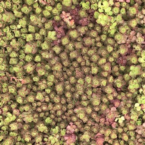 Sedum Spurium Ruby Mantle Ruby Mantle Stonecrop Plant Lust