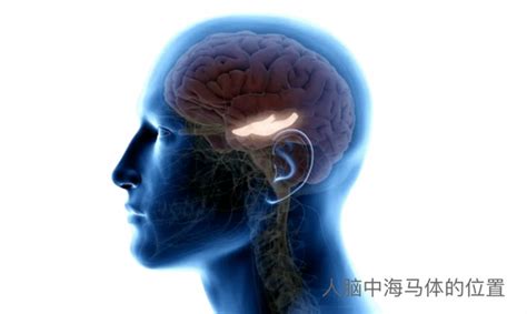 二十多岁就感觉记忆力越来越差正常吗？记忆力退化是什么原因导致的呢？如何才能有效提高记忆力？ 知乎