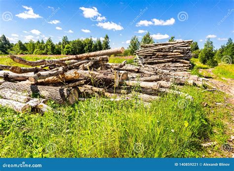 Cut Tree Logs Piled Up Near A Forest Road Stock Image Image Of
