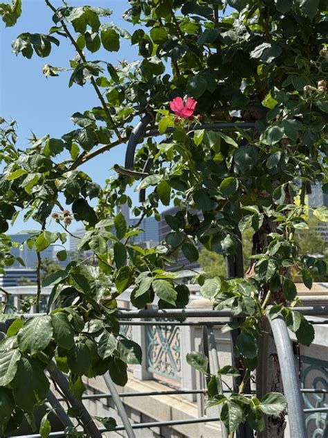 Sst「感謝の言葉をどう伝えるか」｜マイ・スタイル