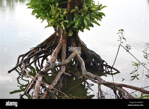 Root Of Tree On Water Stock Photo Alamy