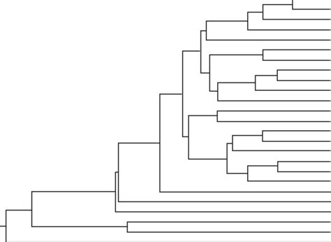 Dendrogram Of Rice Genotypes Based On Morphological Characters