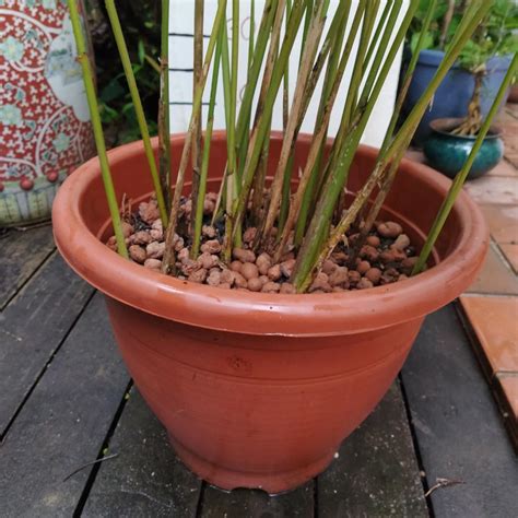 15m Thaumatococcus Calathea Furniture And Home Living Gardening