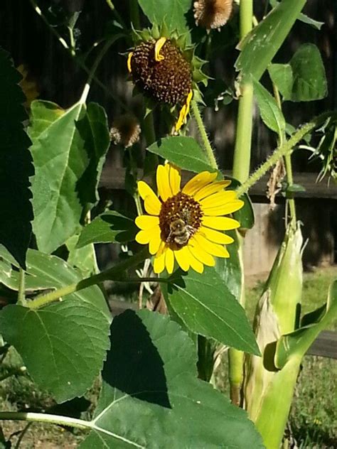 Sunshine Bee Decorative Home Accessory