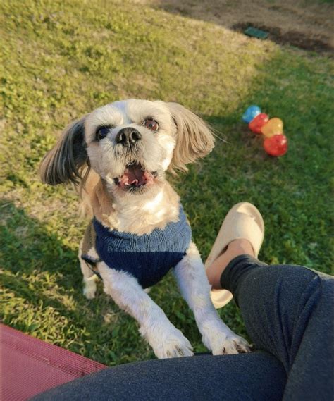 My favorite guy : r/Shihtzu