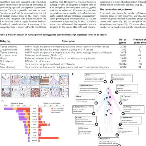 Classification Of All Human Protein Coding Genes Based On Transcript