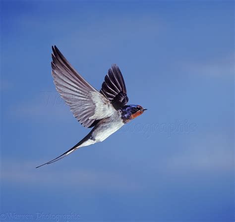 Swallow In Flight Photo Wp28012