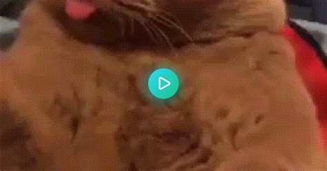 Catnip Infused Mlem  On Imgur