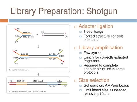 What Is Adaptor Ligation At Elsie Fulbright Blog