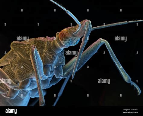 Assassin Bug Coloured Scanning Electron Micrograph Sem Of An Assassin Bug Also Known As A