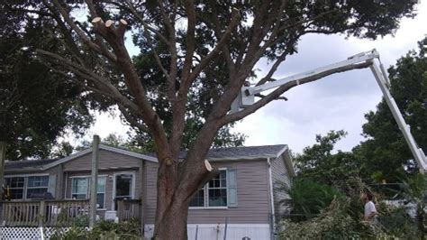 East Coast Tree Service Home