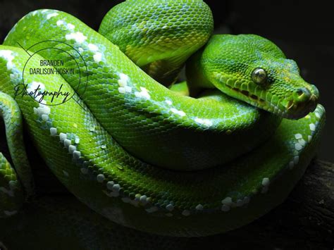 Breeding Green Tree Pythons In Captivity Ek Magazine