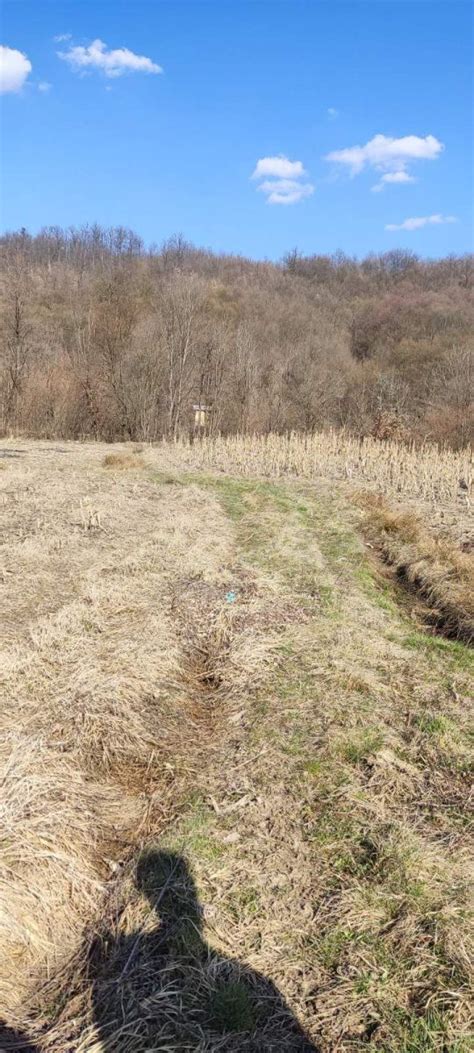 Njiva I Mlada Suma Poljoprivredna Zemljišta Poljoprivredni Oglasnik