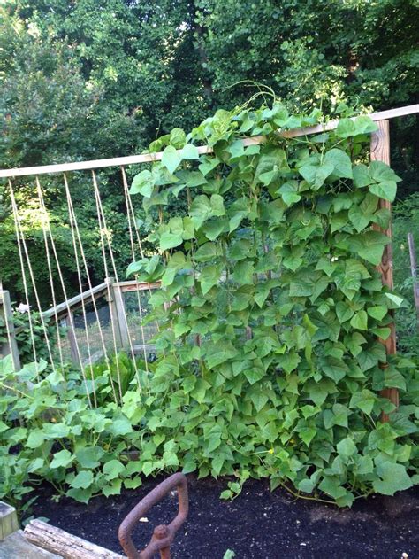 String Beans And Cucumber Plants Climbing Cucumber Plant Plants Vertical Garden
