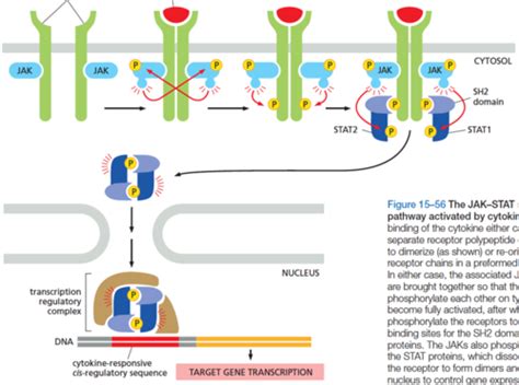 Intercellular Signaling Flashcards Quizlet