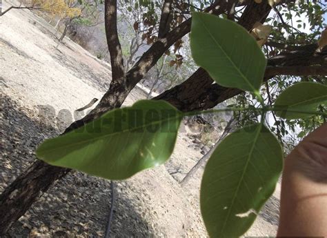 Platymiscium Trifoliolatum Jardin Botanico Flickr