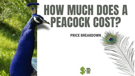 How Much Does A Peacock Cost How Much Does Cost
