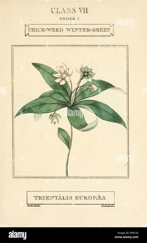 Elements Of The Science Of Botany Plant Classification Mertz Library The New York Botanical