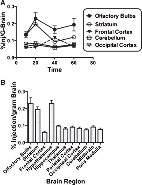 Brain Distribution Of Paclitaxel After Intranasal Administration A Download Scientific