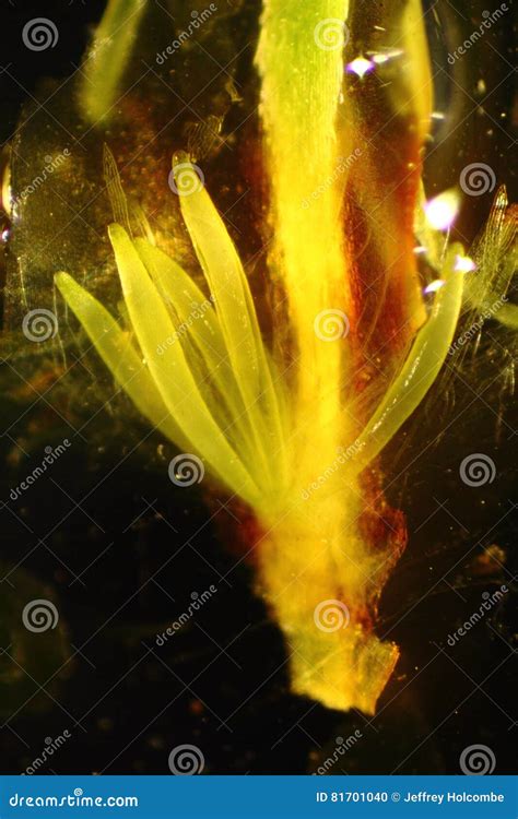 Antheridia In A Moss Polytrichum Commune Stock Photo Image Of Reproduction Sperm