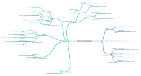 Muscle Action During Gait Cycle Stance Phase Midstance Preserve