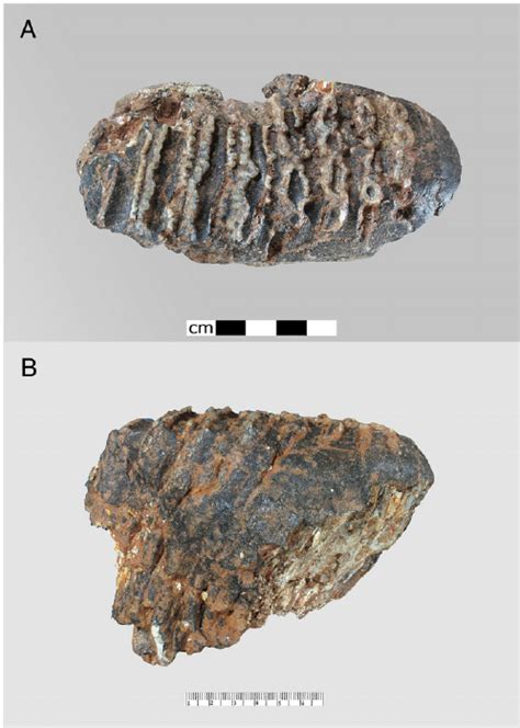 Elephant Molar Cf Elephas Hysudricus From Evron Quarry A Occlusal