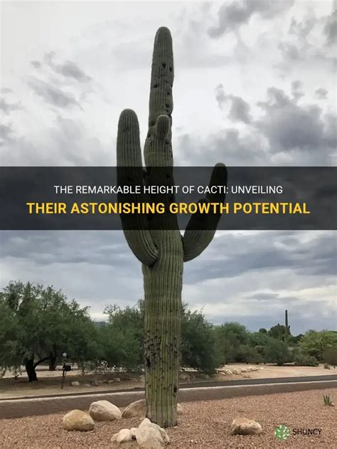 The Remarkable Height Of Cacti Unveiling Their Astonishing Growth