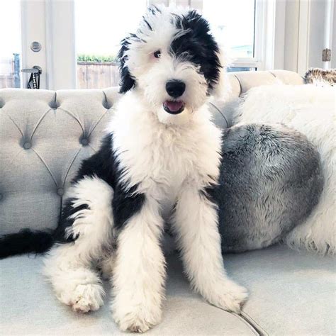 Sheepadoodle Dog Breed Information And Pictures Poomix
