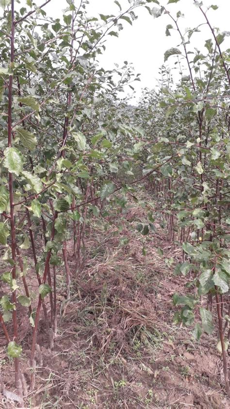 Sadnice Sve Vrste Voca Sadnice Olx Ba