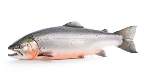 Premium Ai Image Salmon Fish Isolated