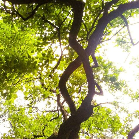 Data Visualization Dna Tree Data Visualization Visualisation