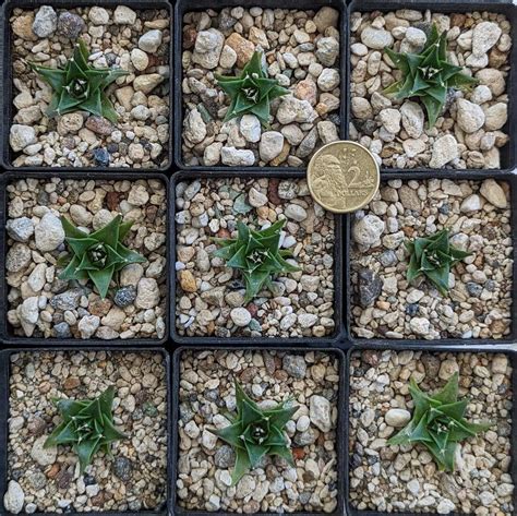 Obregonia Denegrii Cactus Culture Australia